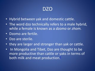 hybrids between wild and domestic species | PPT