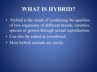 hybrids between wild and domestic species | PPT