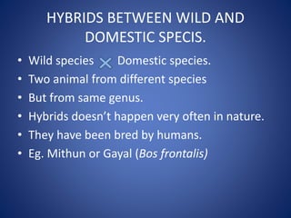 hybrids between wild and domestic species | PPT