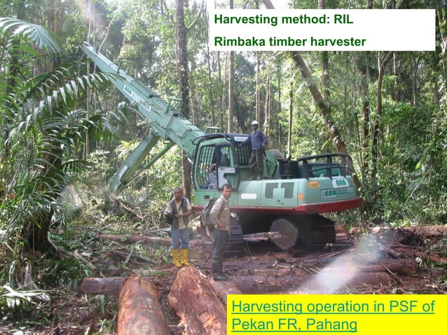 Sustainable Forestry And Reduced Impact Logging Practices of Peat Swamp ...