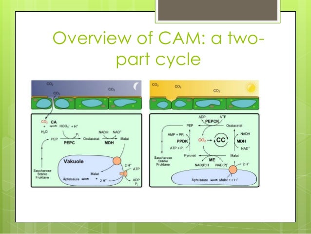 cam pathway