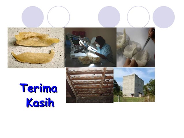 EBN Export Procedure by(Dr Zaliha) | PPT