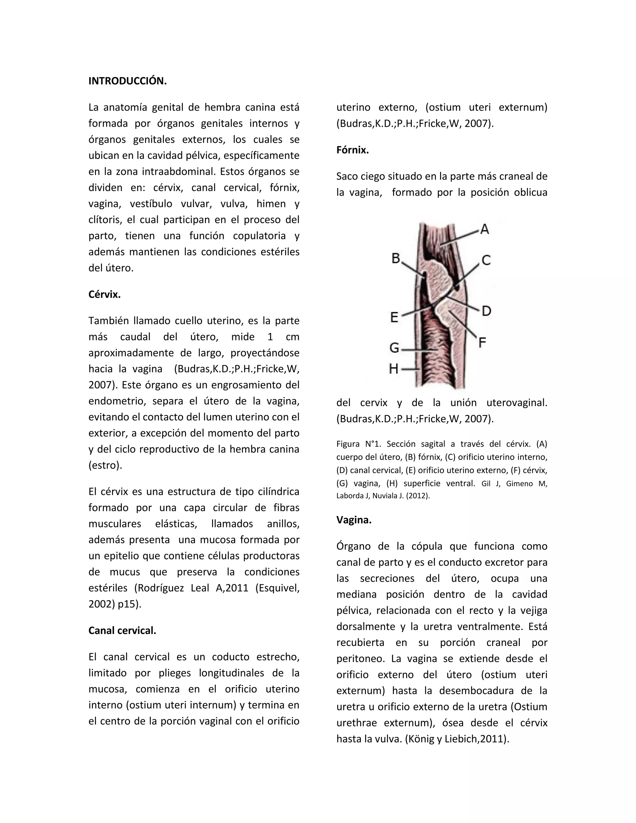 anatomía genital de la hembra | PDF