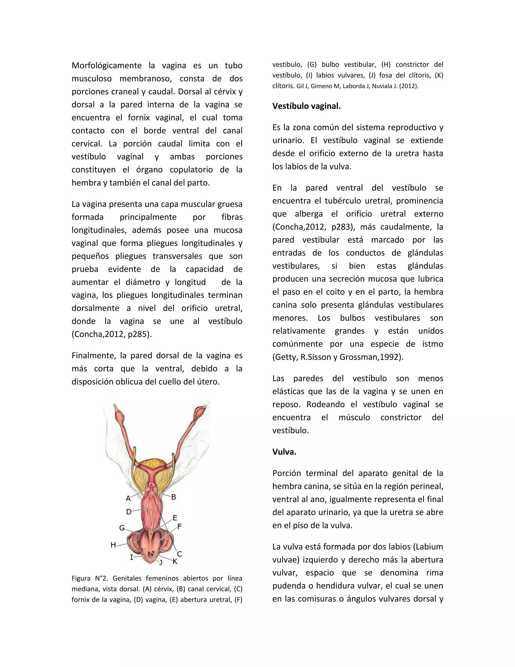 Anatomía Reproductiva De La Perra