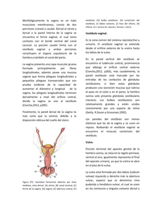 anatomía genital de la hembra | PDF