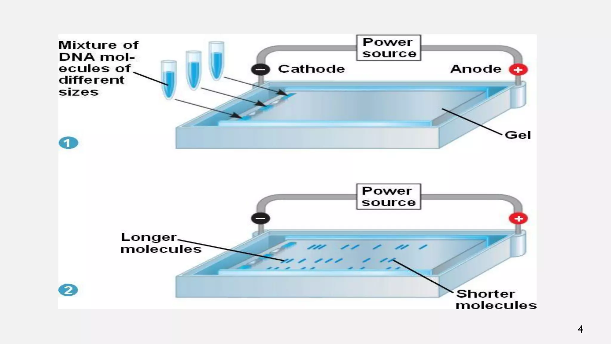 Paper and gel electrophoresis.pdf