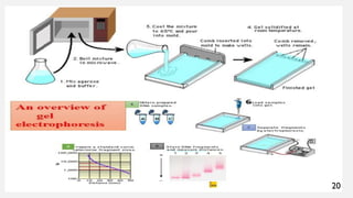Paper and gel electrophoresis.pdf