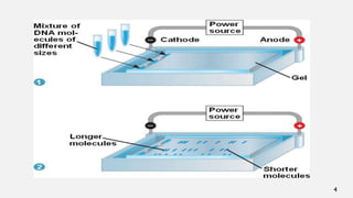 Paper and gel electrophoresis.pdf