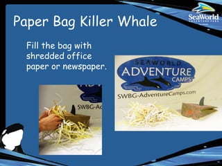 Killer Whale Activity | PPT | Zoos &amp; Aquariums | Attractions