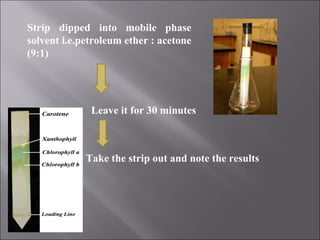Paper chromatography | PPT
