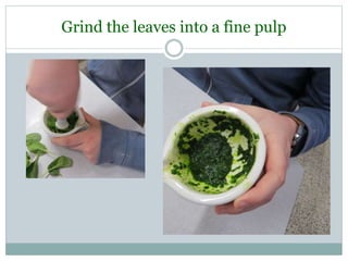 Paper chromatography | PPT