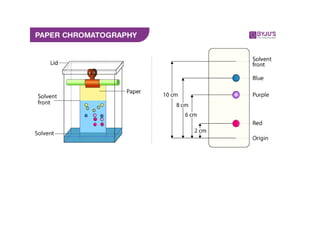 Paper Chromatography.pptx
