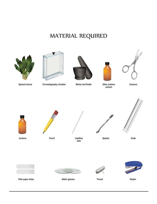 Paper chromatography of spinach leaf