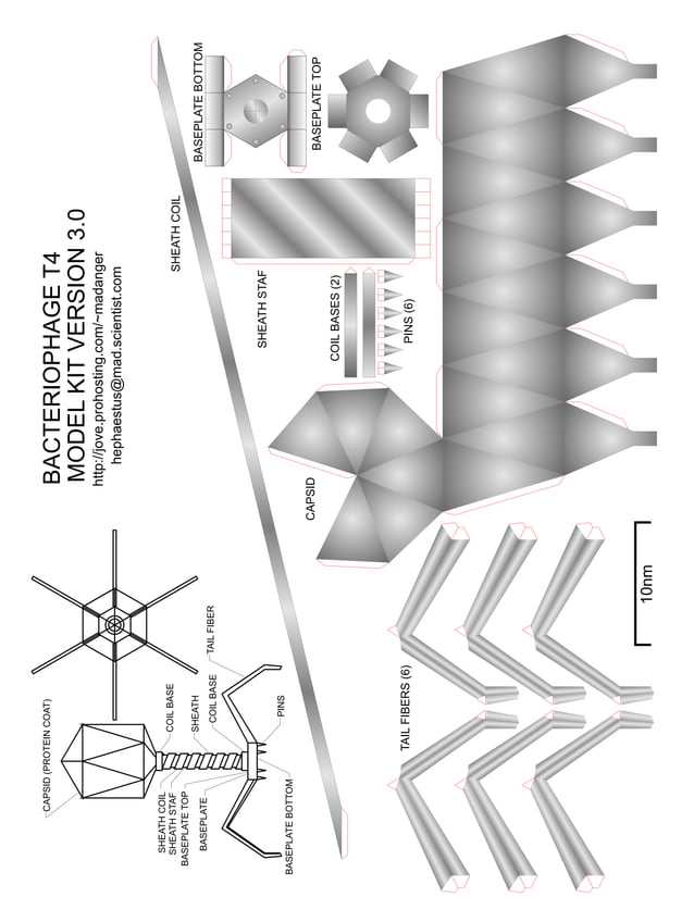 Papercraft virus | PDF