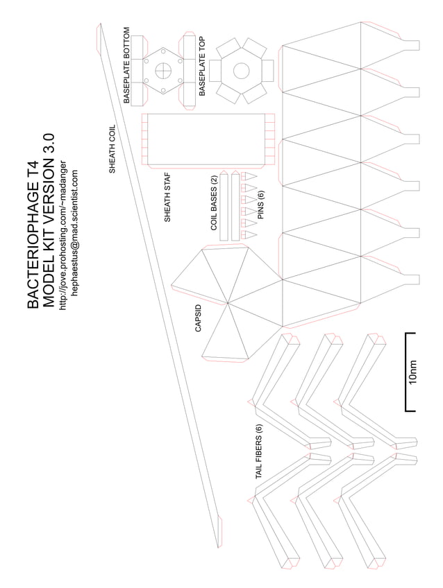 Papercraft virus | PDF