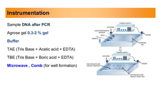 Paper & Gel electrophoresis by Saurabh Dubey.pdf