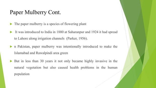 Paper mulbery | PPT