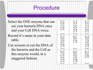 Paper plasmid lab | PPT | Biotech and Biomedical Industry | Industries