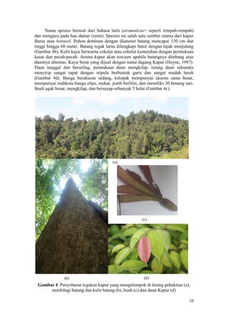 Pohon-pohon Penghasil Damar di Sumatera Bagian Utara | PDF