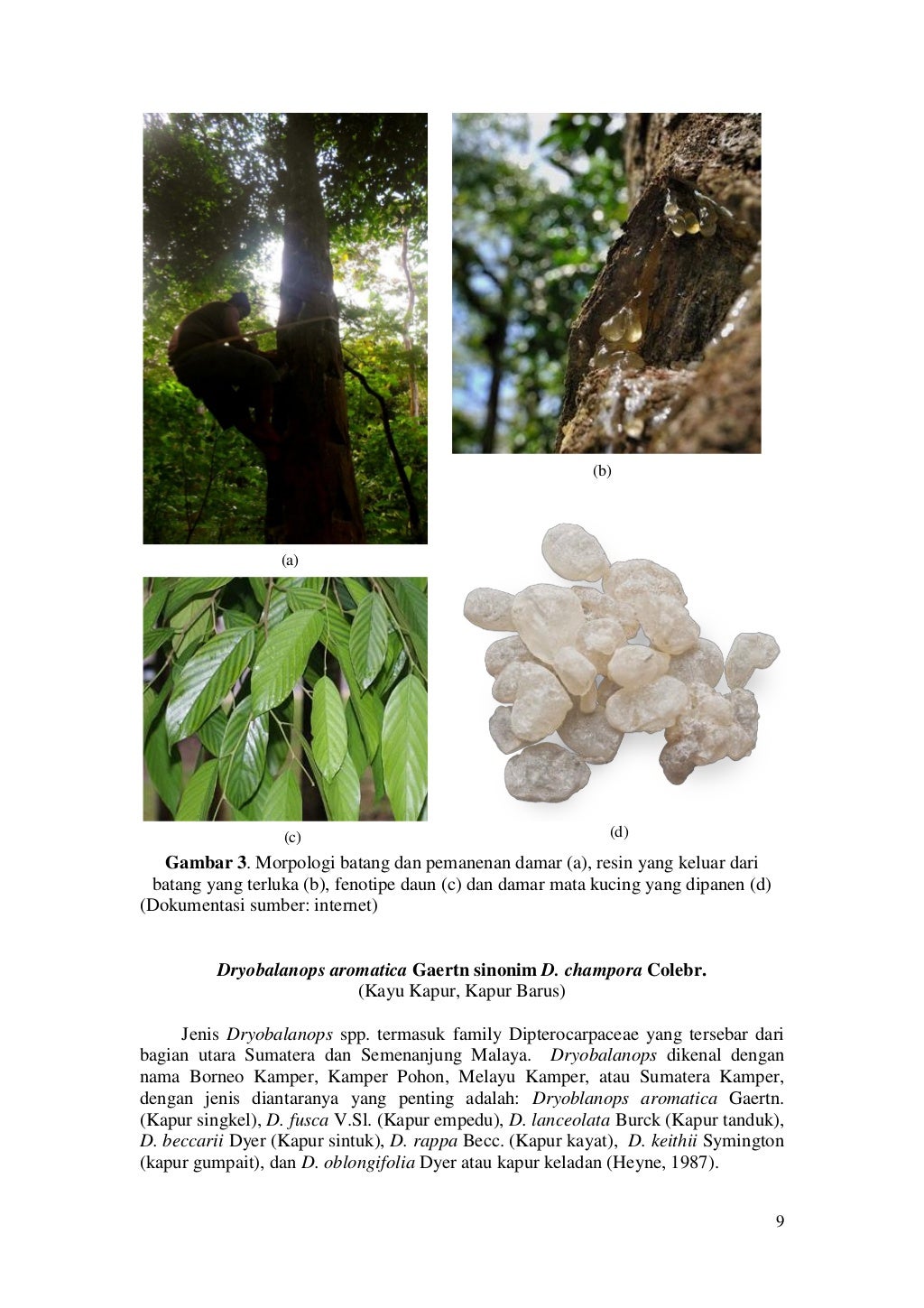 Pohon-pohon Penghasil Damar di Sumatera Bagian Utara