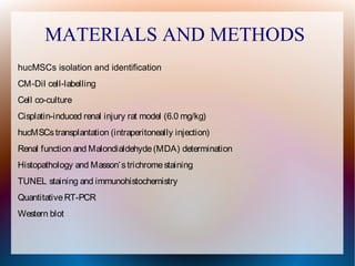 human umbilical cord mesenchymal based renal therapy | PPT