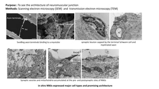 Paper presentation | PPTX