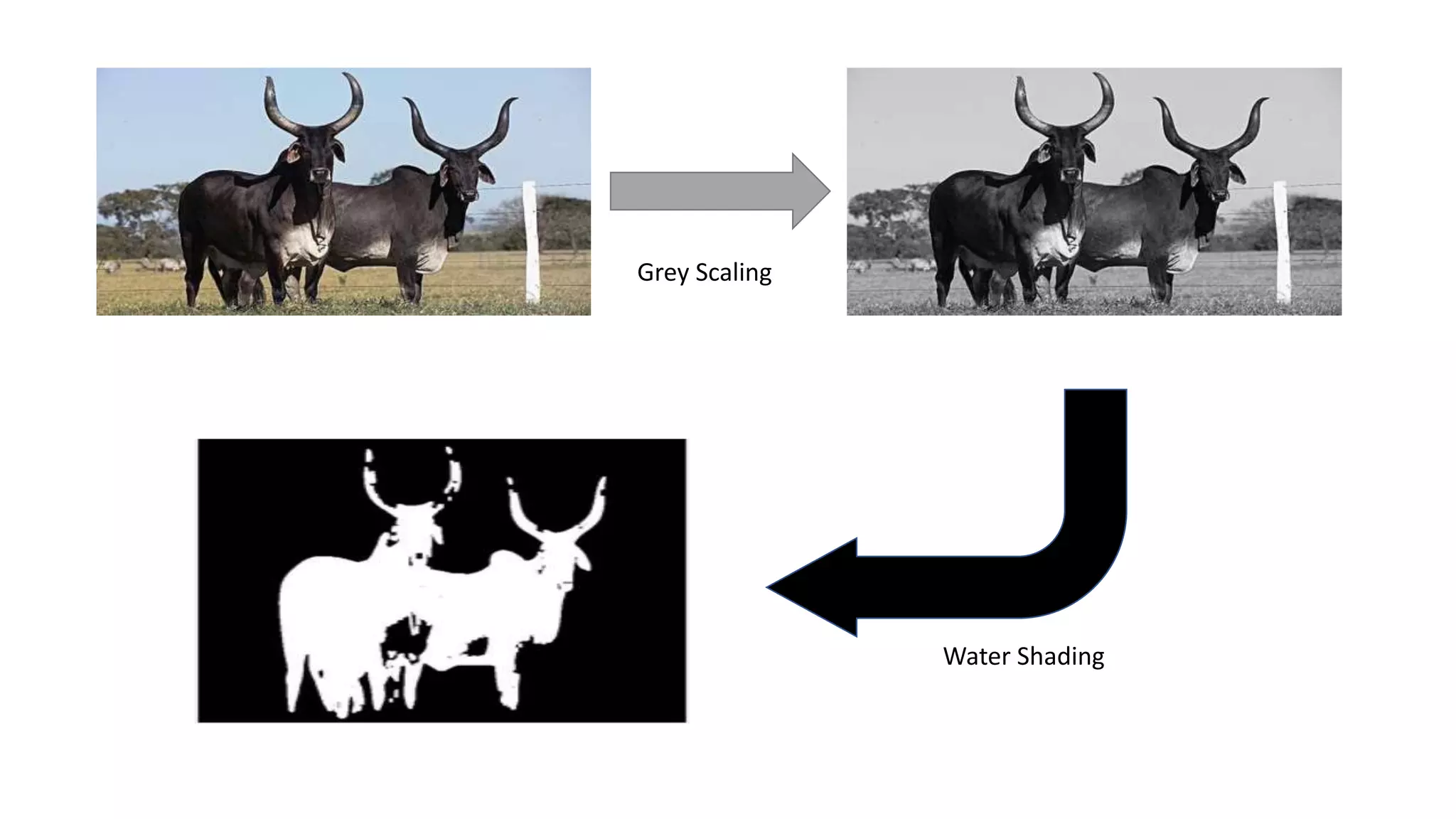 Paper Presentation On Cattle Breed Detection And Categorization Using Image Processing And