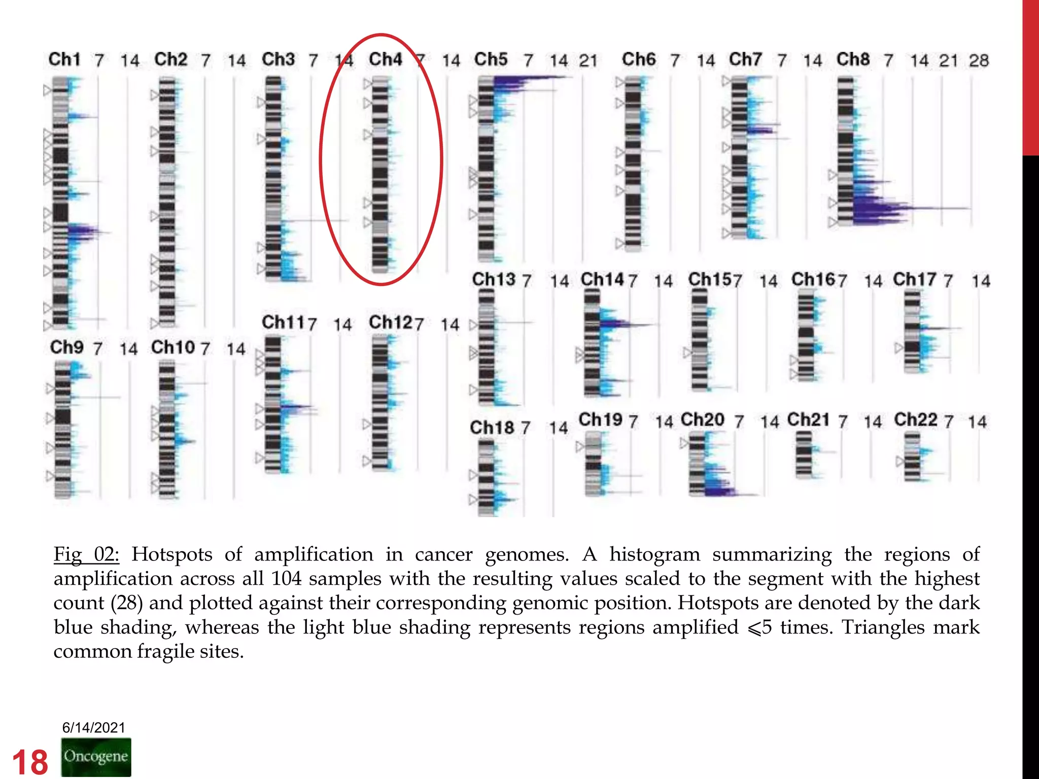 DNA Amplification is a Ubiquitous Mechanism of Oncogene Activation in ...
