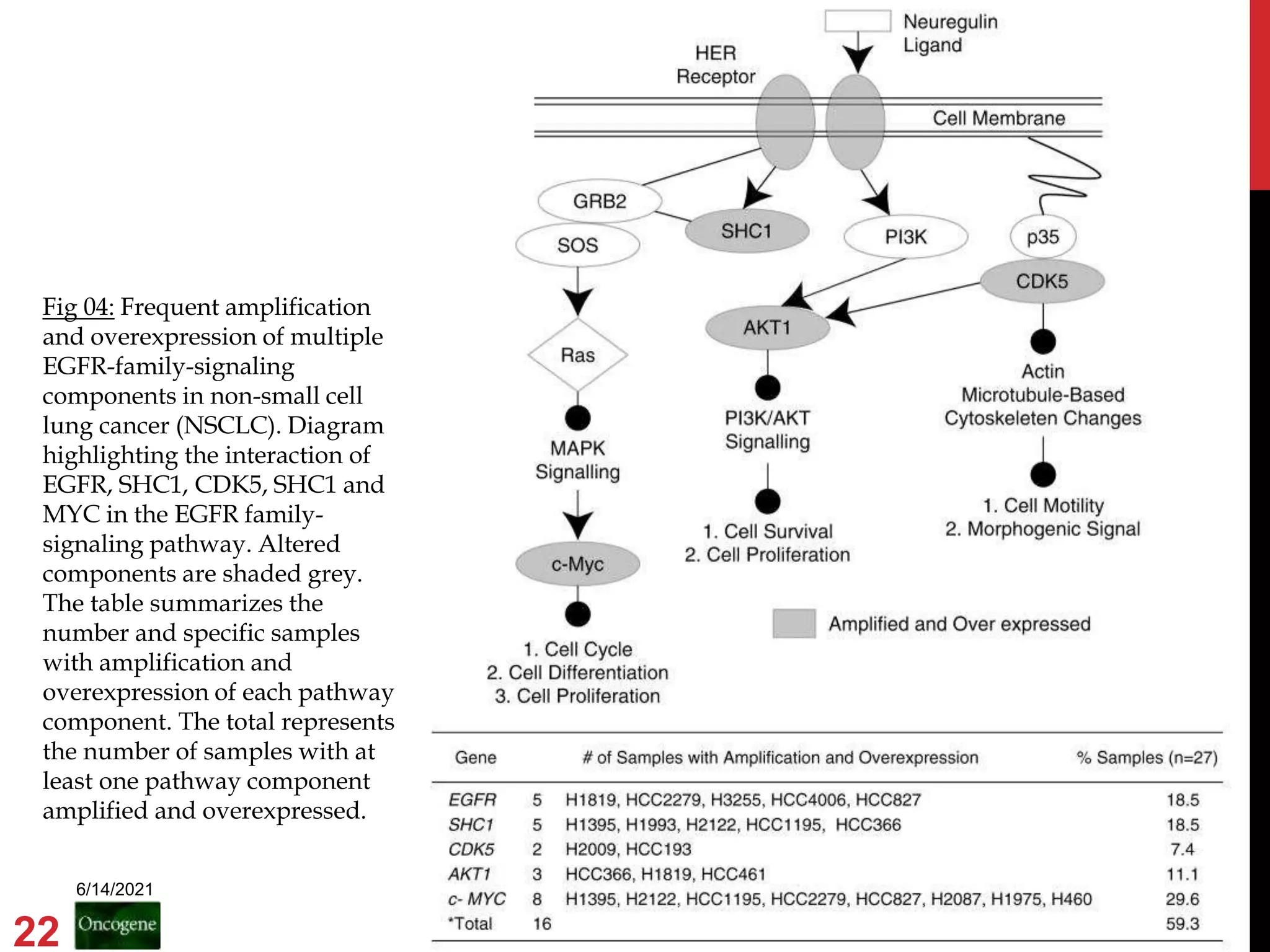DNA Amplification is a Ubiquitous Mechanism of Oncogene Activation in ...