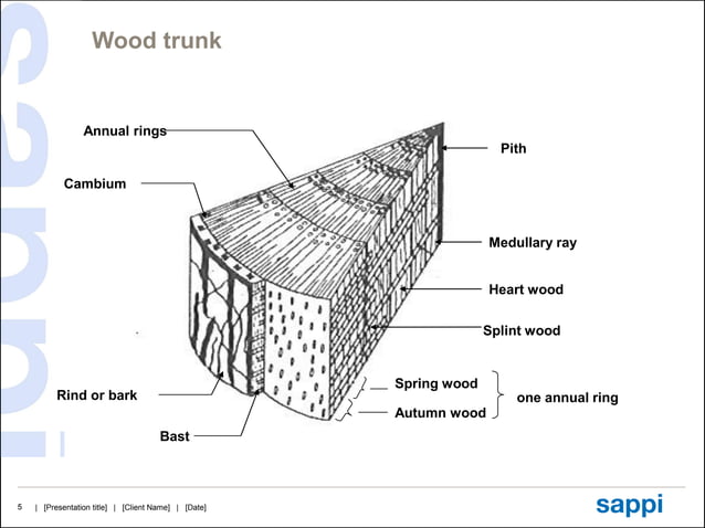 Paper technology : wood pulp - bleaching 1 | PDF
