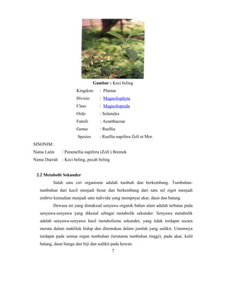 Paper Keci Beling tanaman obat | DOC