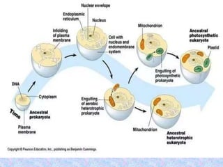 ENDOSYMBIOTIC THEORY | PPTX