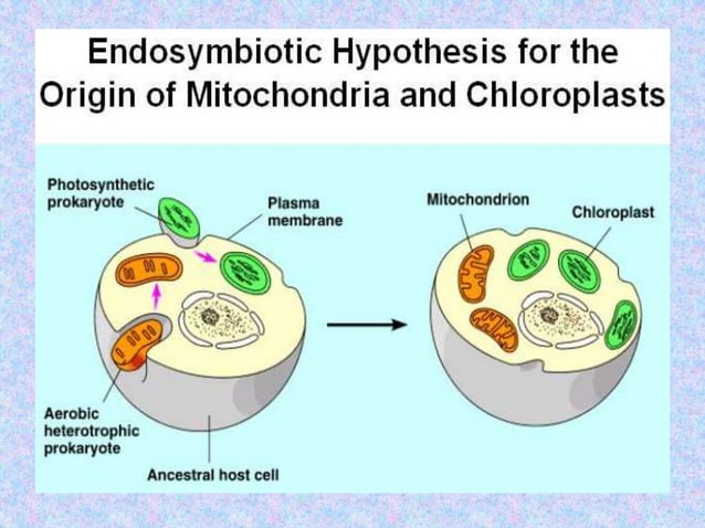 ENDOSYMBIOTIC THEORY