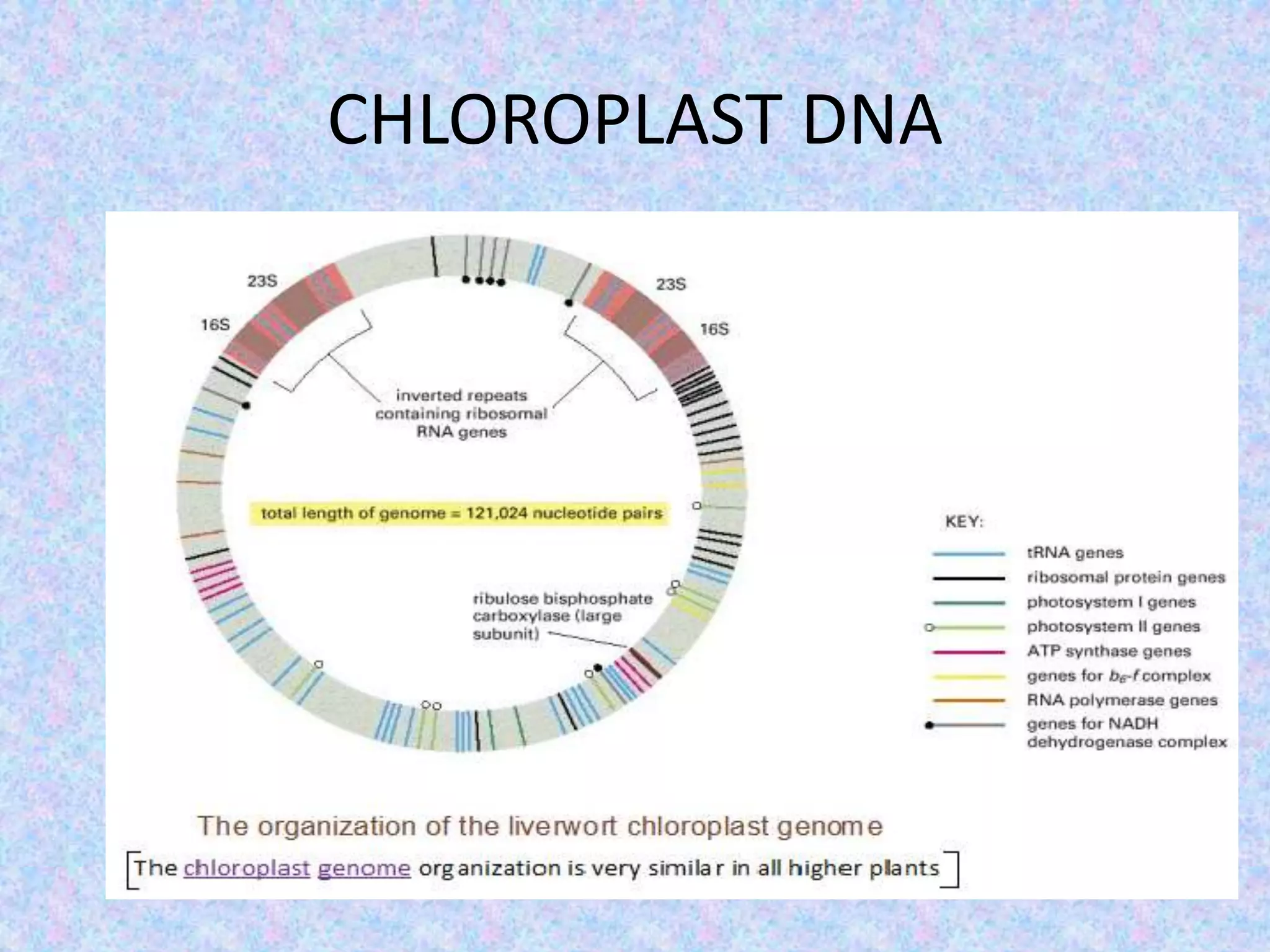 Chloroplast Genetics | PPTX