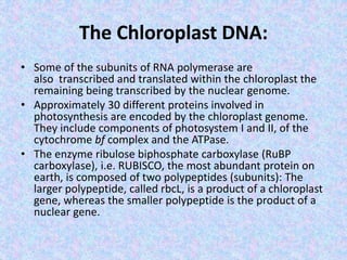 Chloroplast Genetics | PPTX