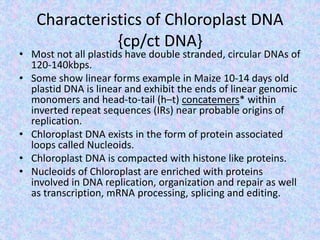 Chloroplast Genetics | PPTX