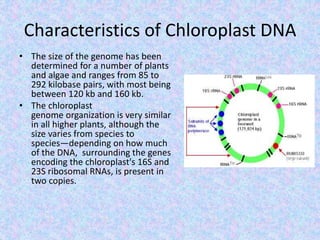 Chloroplast Genetics | PPTX