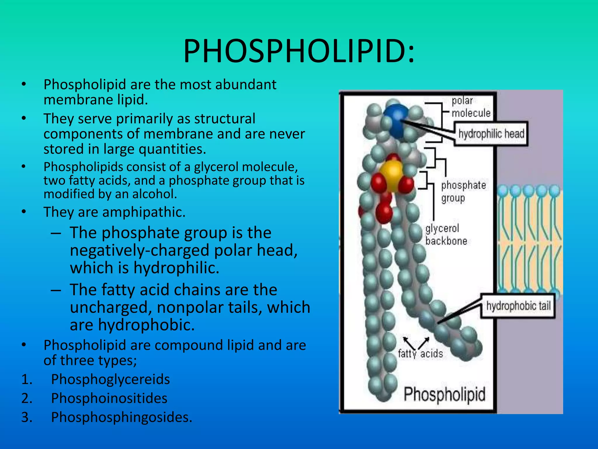 Lipids: Structure and Functions | PPTX | Chemistry | Science