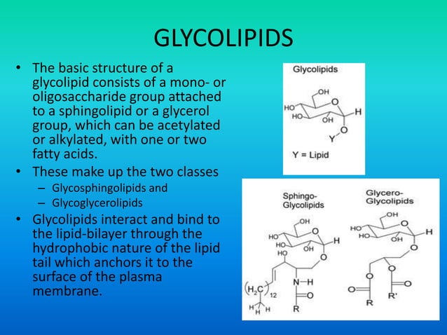Lipids: Structure and Functions | PPTX | Chemistry | Science