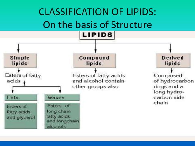 Lipids: Structure and Functions | PPTX | Chemistry | Science