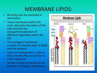 Lipids: Structure and Functions | PPTX