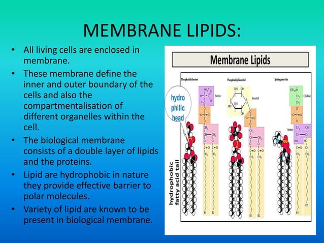 Lipids: Structure and Functions | PPTX | Chemistry | Science