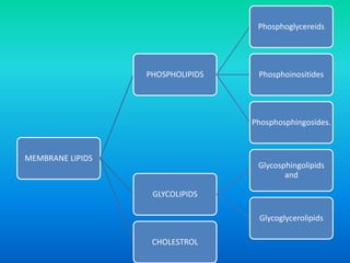 Lipids: Structure and Functions | PPTX
