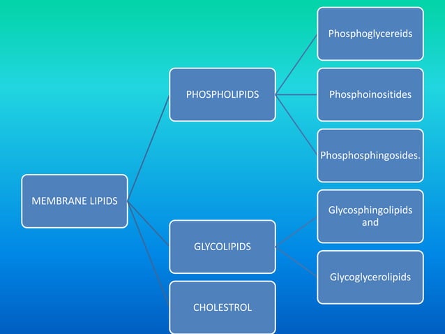Lipids: Structure and Functions | PPTX | Chemistry | Science