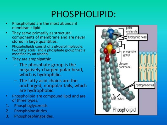Lipids: Structure and Functions | PPTX | Chemistry | Science