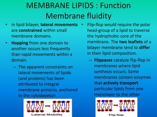 Membrane lipids contd | PPT