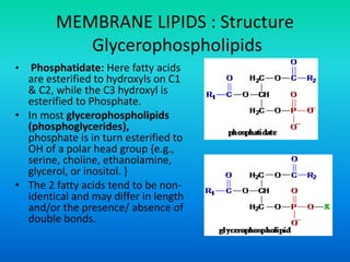 Membrane lipids contd | PPT