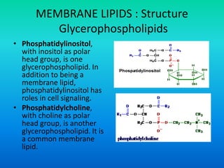 Membrane lipids contd | PPT