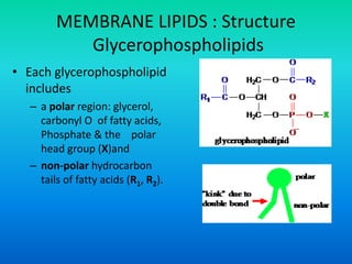 Membrane lipids contd | PPTX