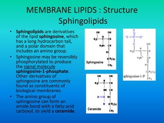 Membrane lipids contd | PPT